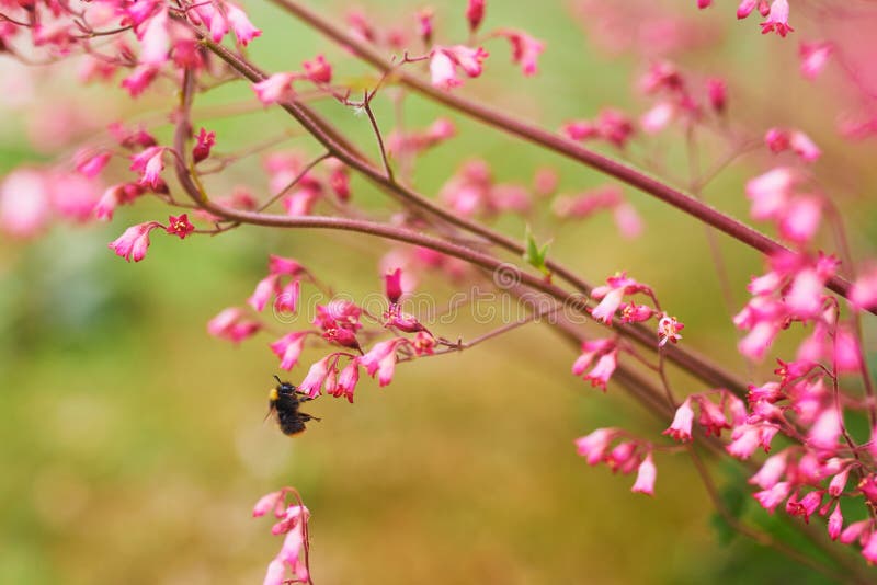 Bumblebee Gathering Nectar from Pink Flowers Stock Image - Image of ...