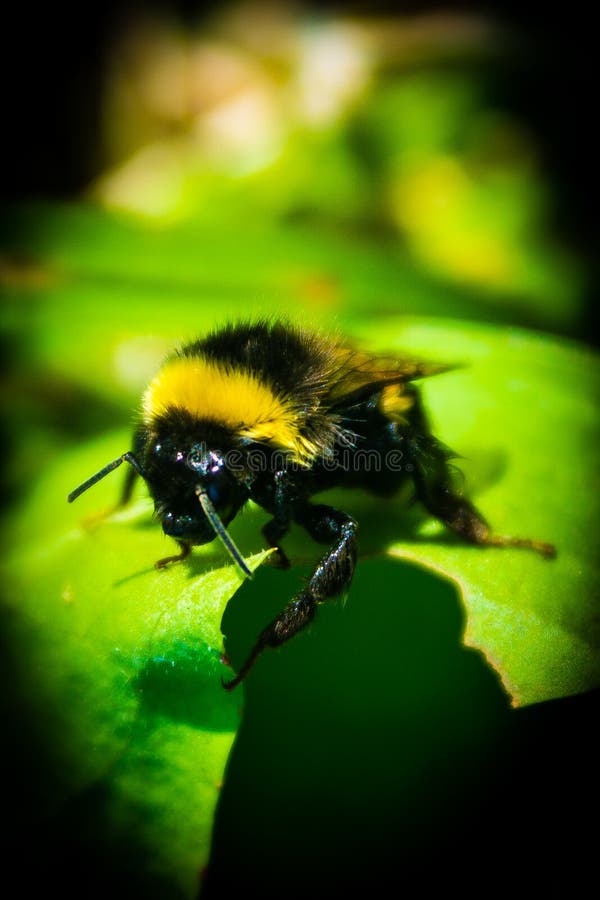 Bumblebee on a green leaf stock image. Image of pest - 179357281