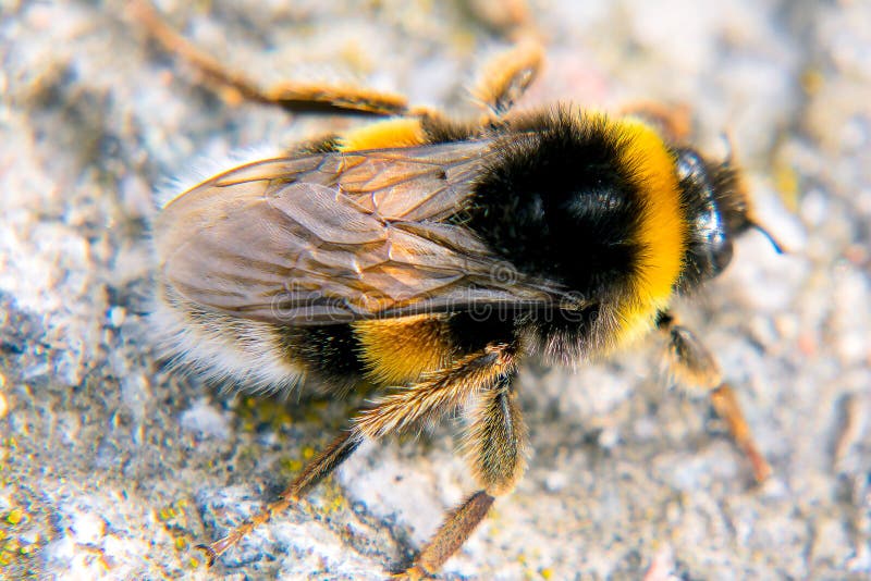 Bumblebee stock image. Image of long, flora, flying - 100864185