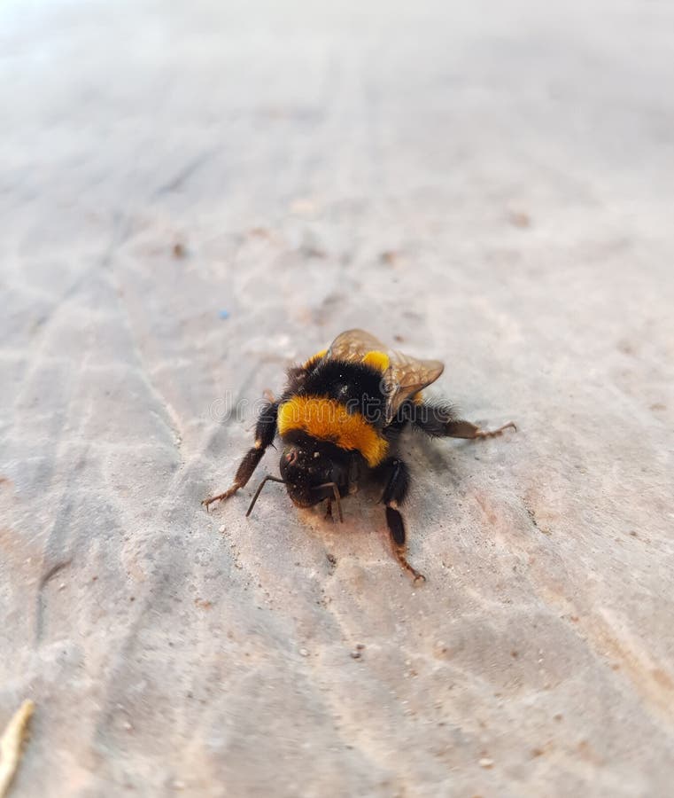 Bumblebee on the Ground. Shallow Depth of Field Stock Photo - Image of ...