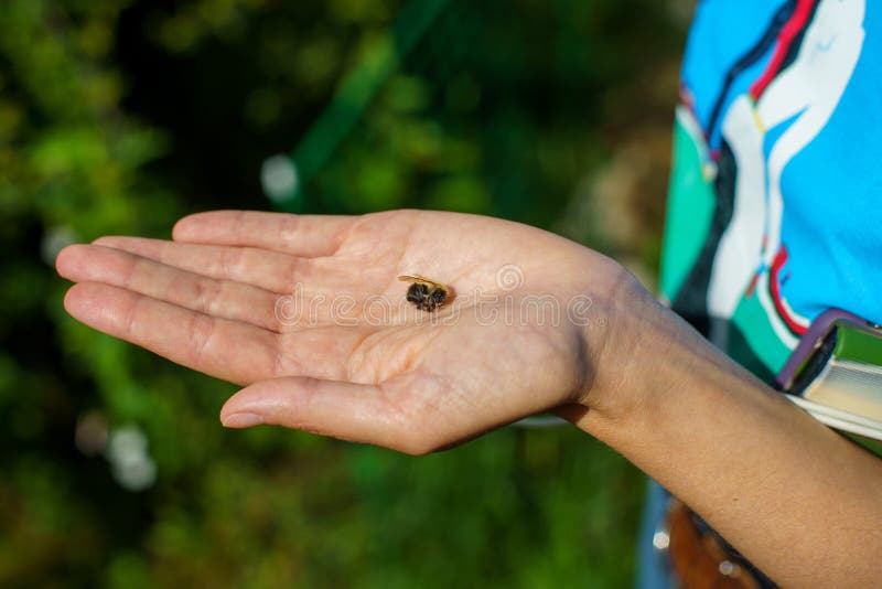 The Bumblebee is on the Hand of the Person. Stock Photo - Image of ...
