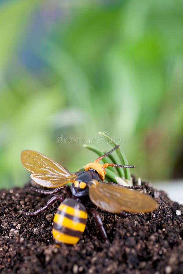 Bumblebee in Hibernation in Spring Stock Photo - Image of ladybird ...