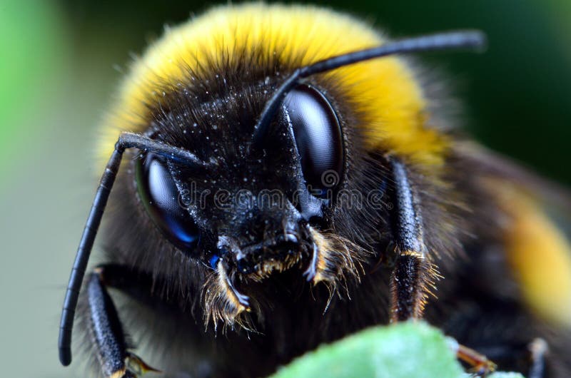 Bumble Bee stock image. Image of pollinator, sting, proboscis - 21367145
