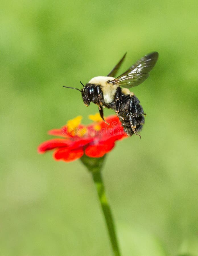 Bumblebee stock image. Image of magnification, leaf, green - 72269187