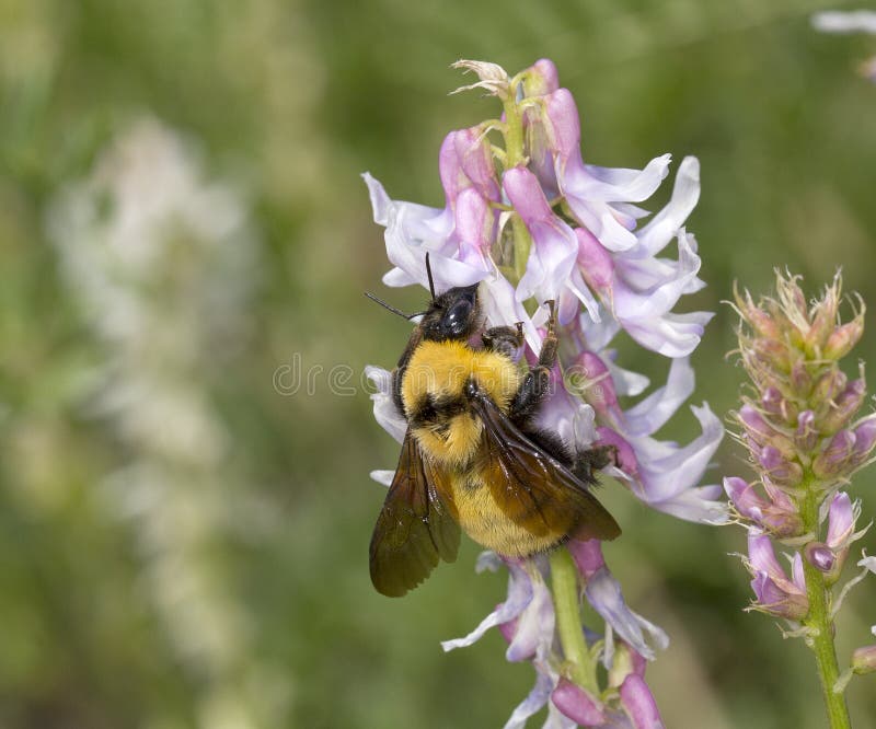 Bumblebee - High Magnification Stock Photo - Image of colorado ...