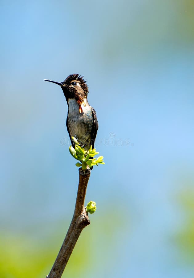 Bumblebee Hummingbird Perched on a Thin Twig Against a Backdrop of Lush ...