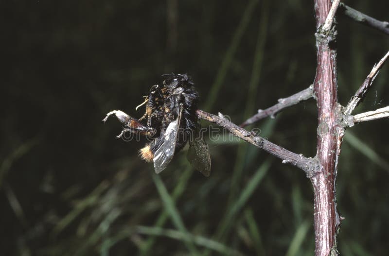Bumblebee Impaled by the Red-backed Shrike Stock Image - Image of ...