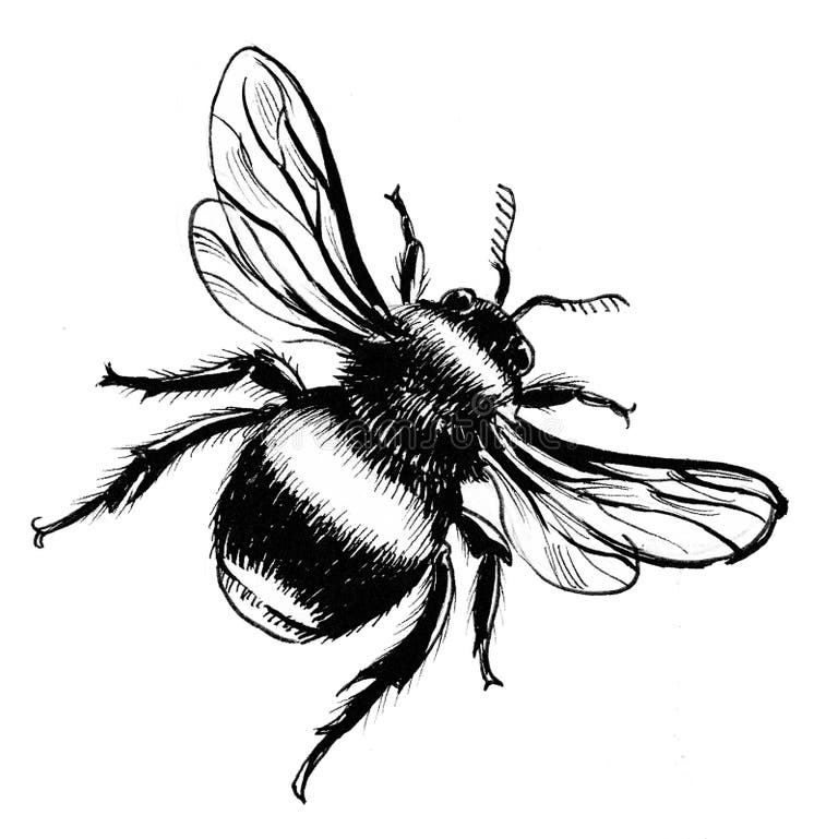 Bumblebee stock illustration. Illustration of nature - 101440821