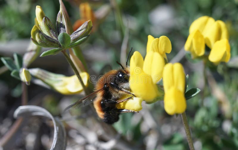 Bumblebee Insect Bee in the Green Forest Stock Image - Image of ...