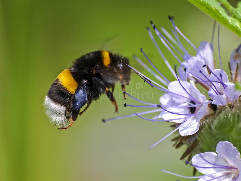 Bumblebee, Insect, Bee, Honey Bee Picture. Image: 100772819