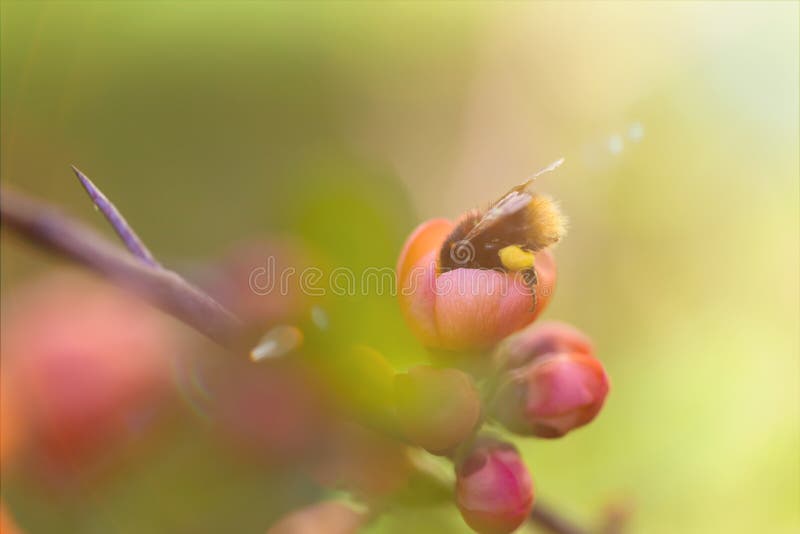 Bumblebee Insect Colorful Background Stock Image - Image of plant ...