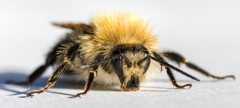 Bumblebee Insect Isolated on the White Background Stock Image - Image ...
