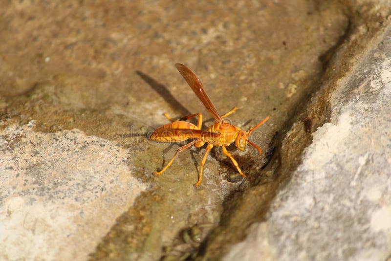 BumbleBee stock photo. Image of natural, bumblebee, insect - 232231324