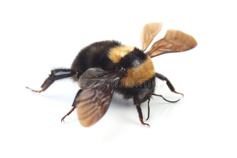 Bumblebee Isolated on White Stock Image - Image of social, yellow: 30114755