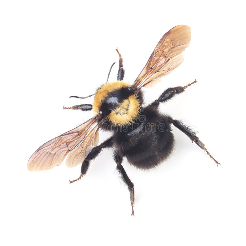 Bumblebee Isolated on White Stock Image - Image of social, yellow: 30114755