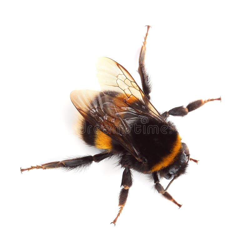 Bumblebee Isolated on White Stock Image - Image of social, yellow: 30114755