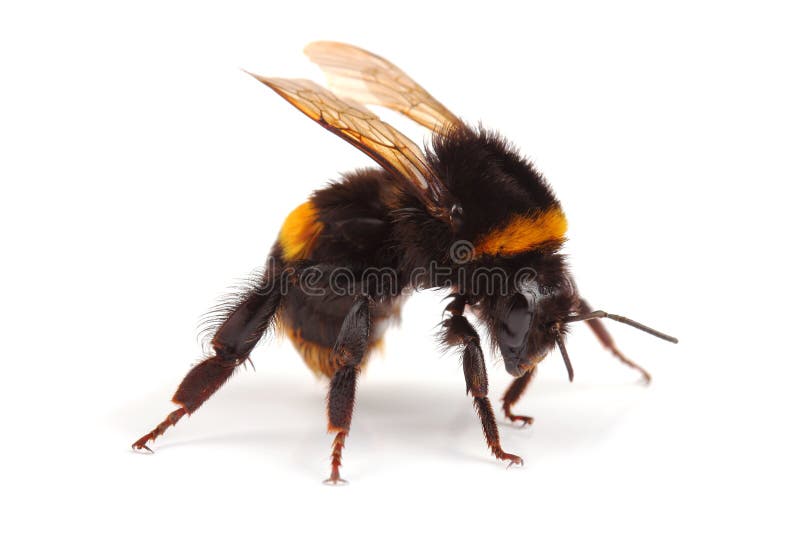 Bumblebee Isolated on White Stock Image - Image of social, yellow: 30114755