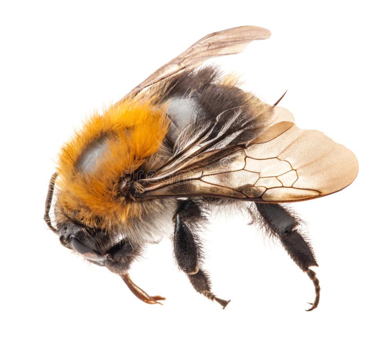 Bumblebee Isolated on White, Macro Stock Image - Image of intoxicate ...