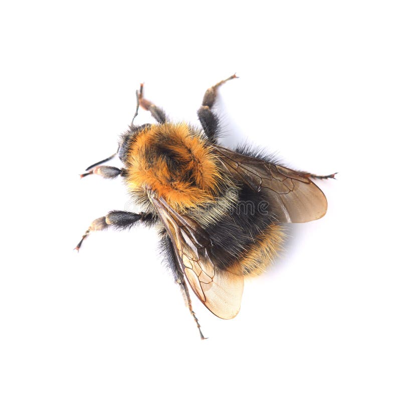 Bumblebee Isolated On The White Background Stock Photo - Image of ...