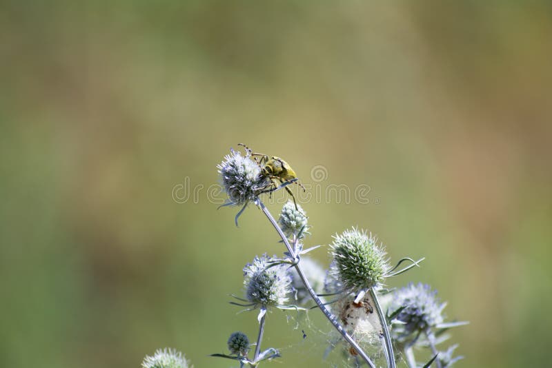 Bumblebee Landed on a Flower Stock Image - Image of riband, landed ...