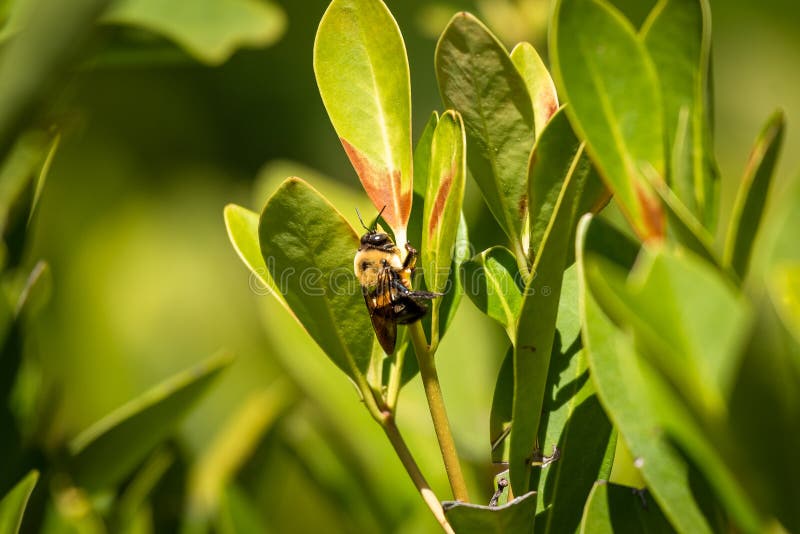Bumblebee Landed on Flowers at Sunset Stock Photo - Image of nature ...