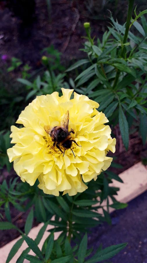 Bumblebee on a Large Yellow Flower. Marigold Stock Photo - Image of ...