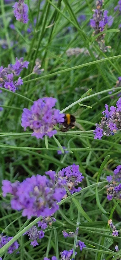 Bumblebee on a Lavender Pollinator Stock Photo - Image of diversity ...