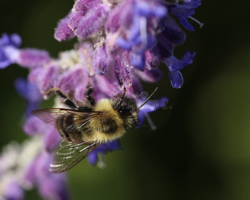 Bumblebee in Light Purple Flowers Stock Photo - Image of honeybee, bees ...