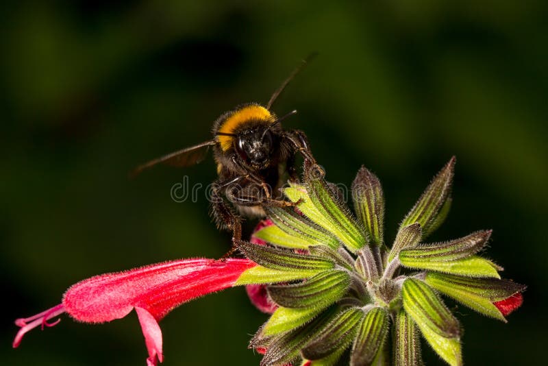 Bumblebee Looking at Camera Stock Photo - Image of blossom, insect ...