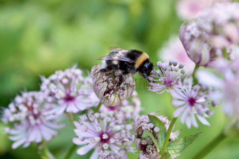 Bumblebee on flower stock photo. Image of humla, nectar - 44590530