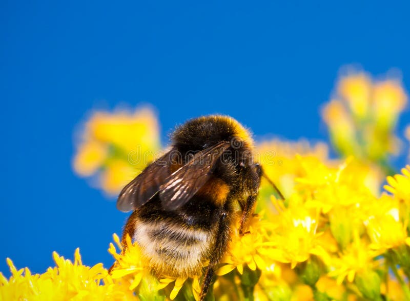 Bumblebee stock image. Image of bumblebee, wild, macro - 36905131