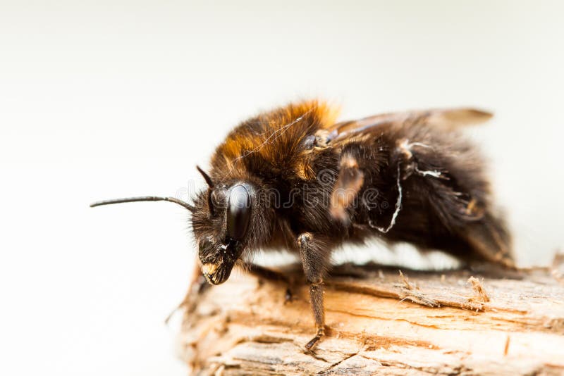 The Bumblebee stock photo. Image of white, brown, macro - 40291338