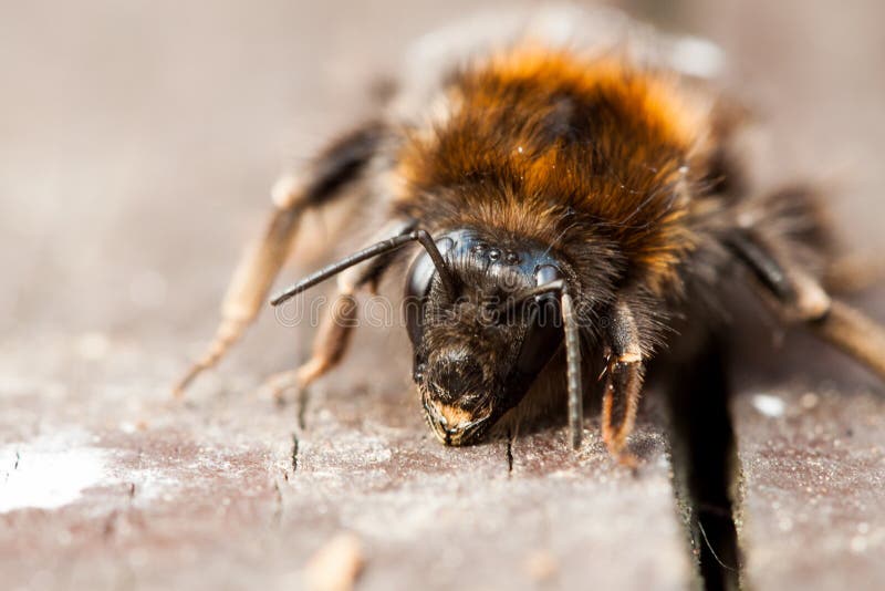 The Bumblebee stock image. Image of wing, face, brown - 40291393