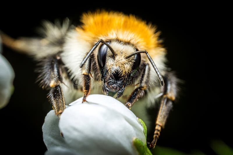 Bumblebee macro photo stock image. Image of pollen, nectar - 92434521