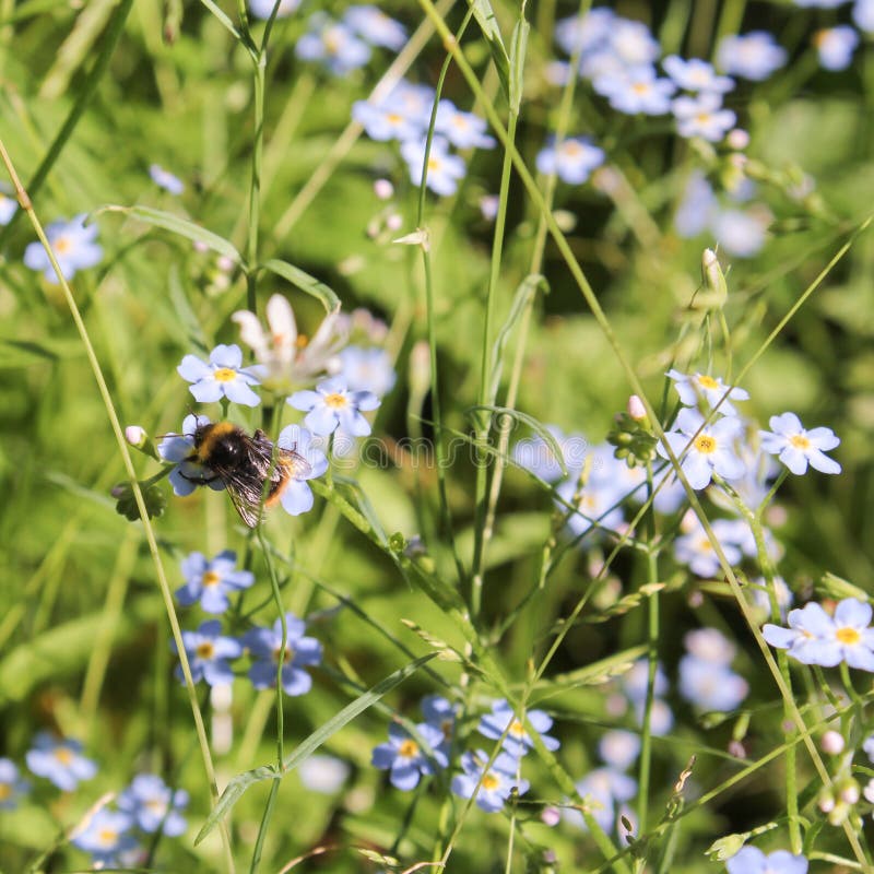 Bumblebee on me-nots stock image. Image of plant, life - 61633395