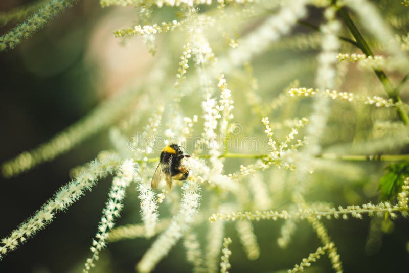 Bumblebee stock photo. Image of fall, yanka, life, kupala - 44657526