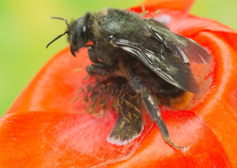 Bumblebee stock image. Image of fluffy, macro, antenna - 42035885