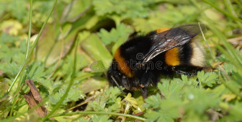 Bumblebee in the Nature stock photo. Image of green, campaign - 96197784