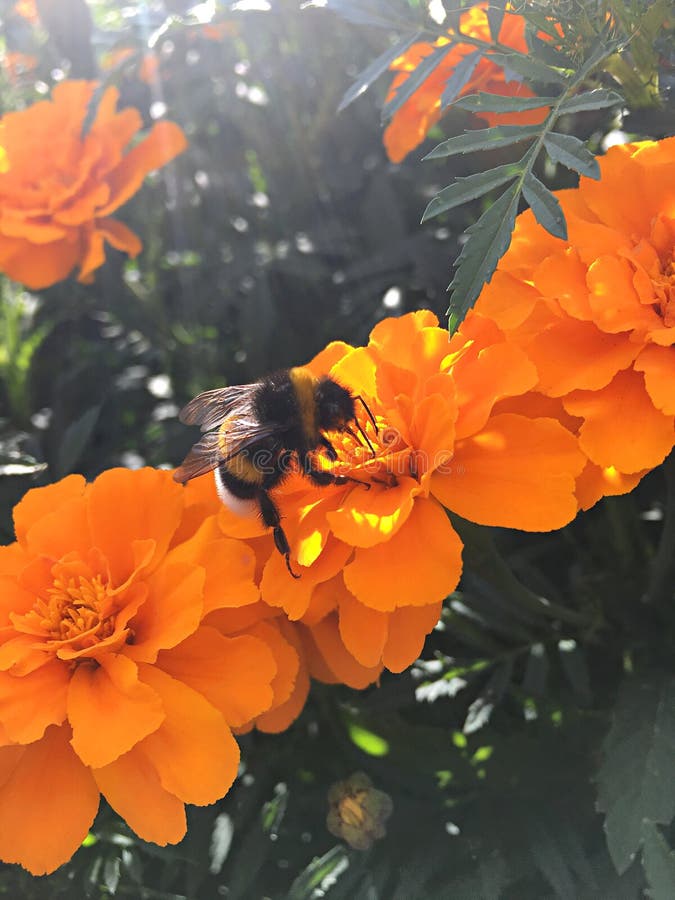 Bumblebee on an Orange Flower Stock Image - Image of orange, england ...