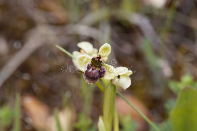 Bumblebee Orchid, Ophrys Bombyliflora Stock Image - Image of flower ...