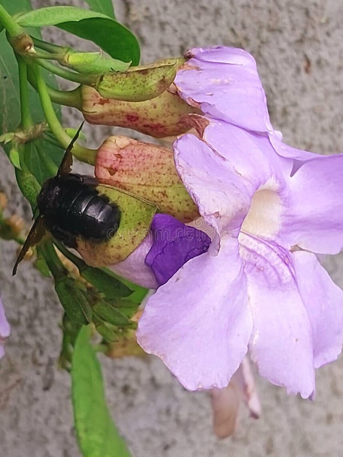 Bumblebee or Bumblebee Perched on a Lilac Flower Sucking Its Nectar ...