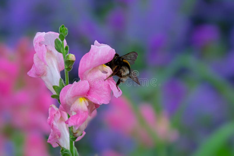Bumblebee on a Pink Dragon Flower Stock Photo - Image of wenmacurren ...