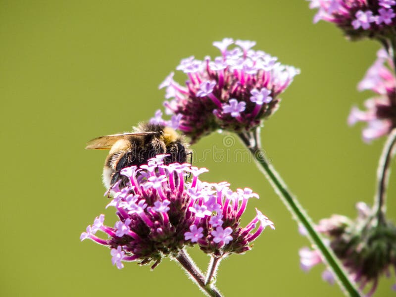 Bumblebee in pink flower stock image. Image of garden - 34010939
