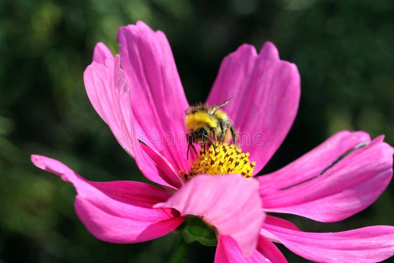 Bumblebee on pink flower stock image. Image of background - 75332521