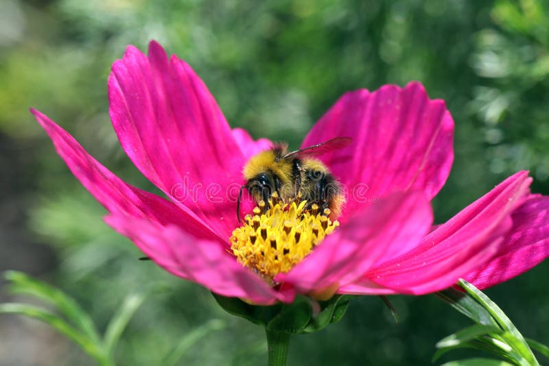 Bumblebee on pink flower stock image. Image of pink, pollination - 75332551