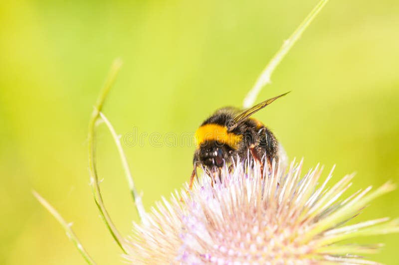 A Bumblebee on a Pink Flower.Insect on Flower Stock Photo - Image of ...