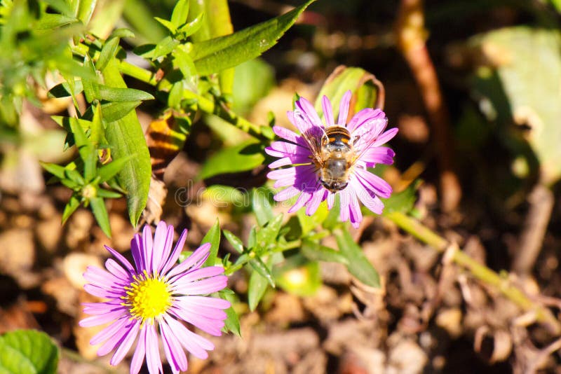 Bumblebee on a Pink Flower on a Natural Background Stock Photo - Image ...