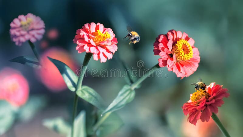 Bumblebee in pink flower stock image. Image of garden - 34010939