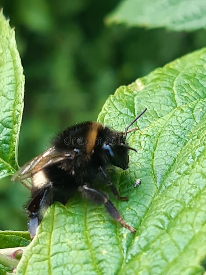 Bumblebee on plant stock photo. Image of animal, pollinator - 206373550