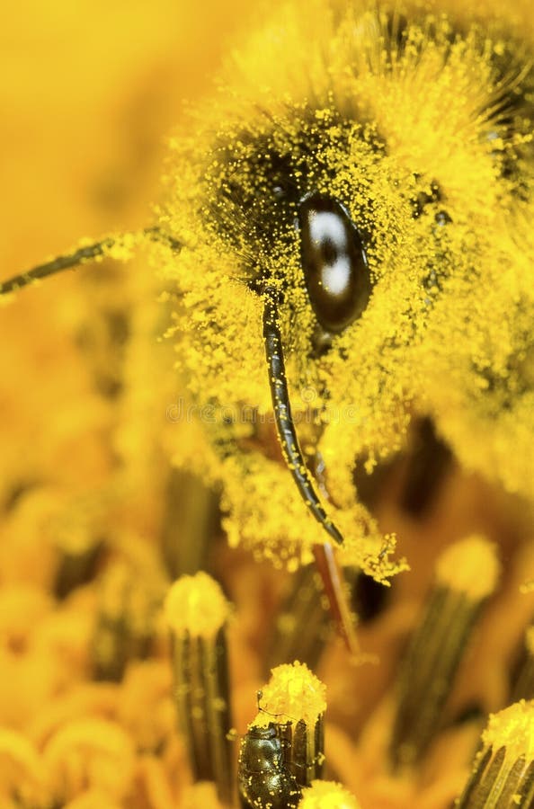 Pollen Dust of Japanese Cedar Stock Photo - Image of wild, pollen: 29498852